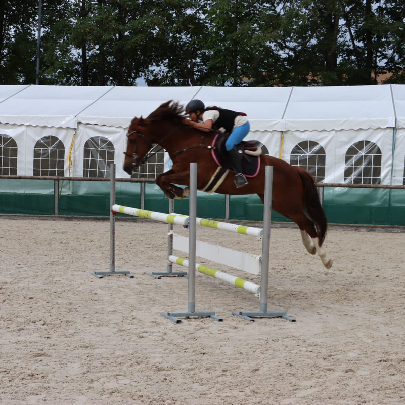 Rival Stars - Pippit