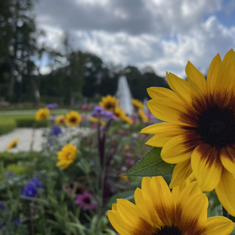 I want food - Pippit