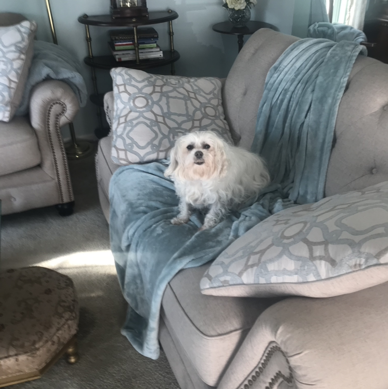 Pokey dance - Pippit